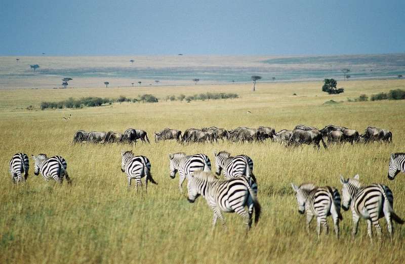 Kenya : Home to the wild - A must visit place