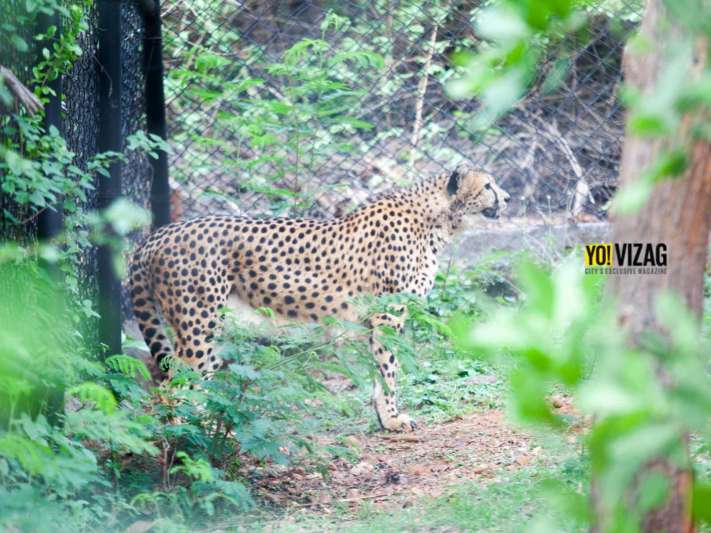 Holidays are here and we suggest a date with the amazing Wild @The Zoo