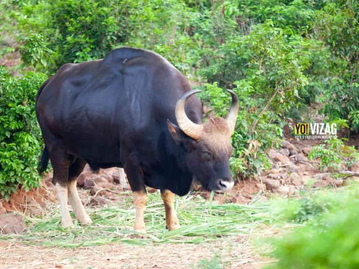 5 activities in Visakhapatnam to help you engage your guests