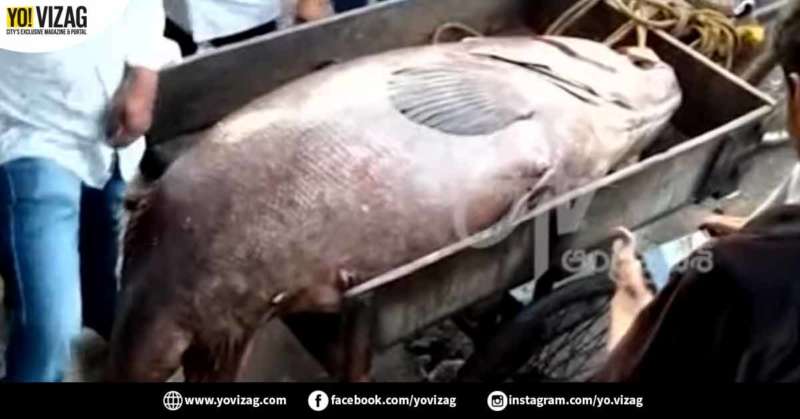 Fishermen catch a giant fish weighing 185 kg in Visakhapatnam