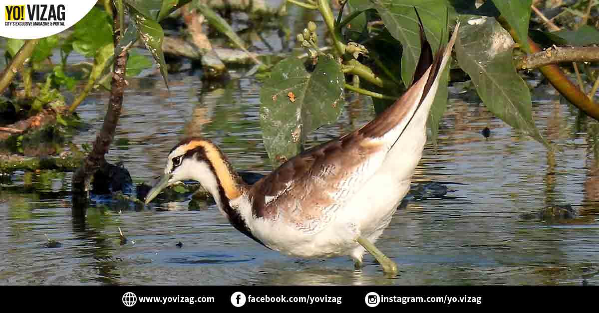 A perfect date: Birdwatching on Valentines in Vizag