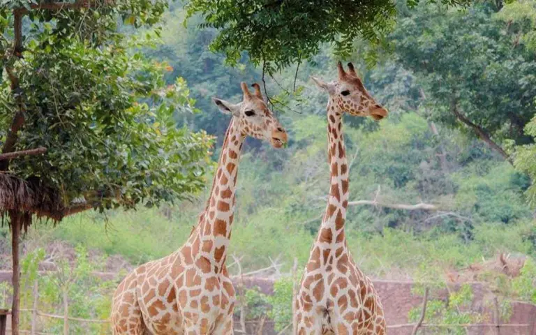 5 unique facts about the Indira Gandhi Zoo in Vizag that you must know