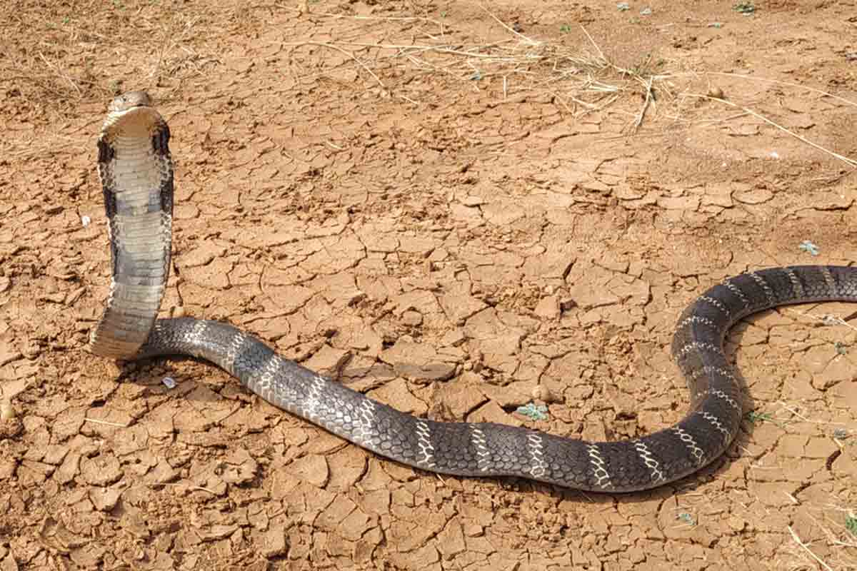 World Snake Day 2021 in Vizag: Decoding the venomous snakes of India