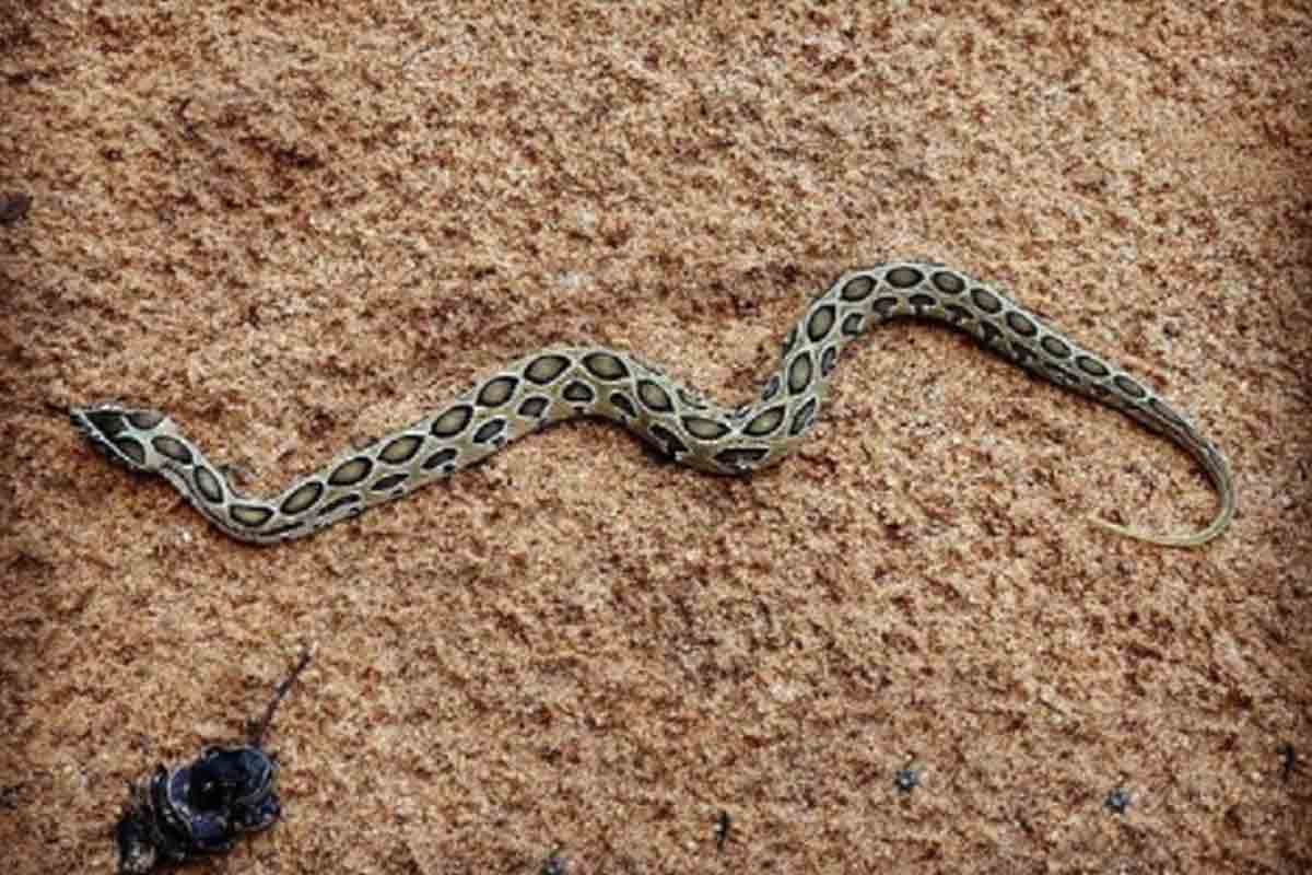 World Snake Day 2021 in Vizag: Decoding the venomous snakes of India