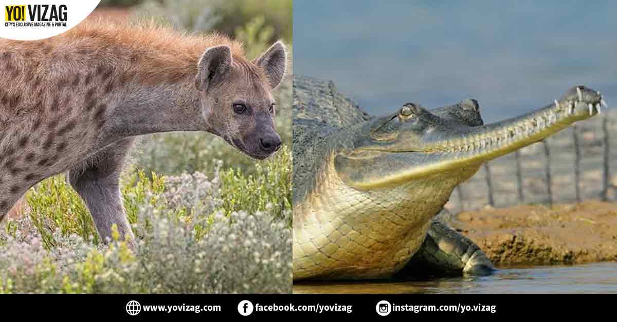 Visakhapatnam Zoo welcomes new animals from Chattbir Zoo in Punjab