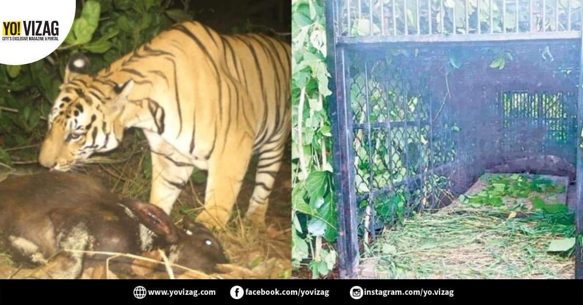 Experts from UP to help in capturing the tiger on loose near Vizag