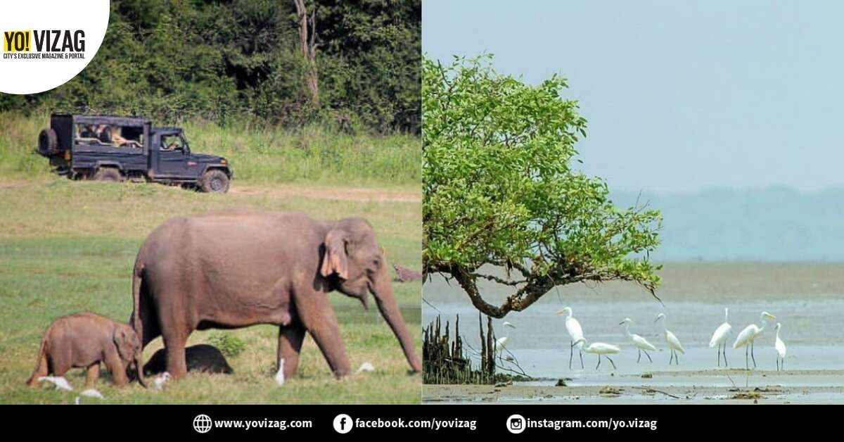 6 most interesting wildlife sanctuaries to visit in Andhra Pradesh