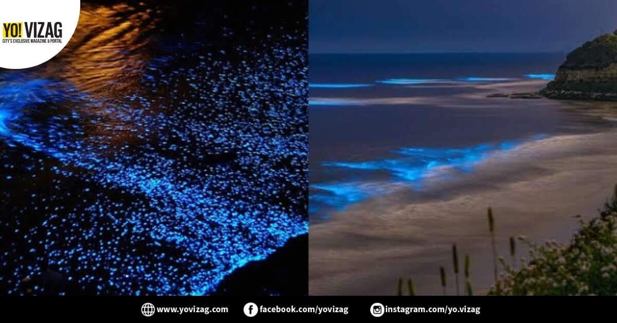 Amazed by the glowing beach in Vizag? Check out other bioluminescent ...