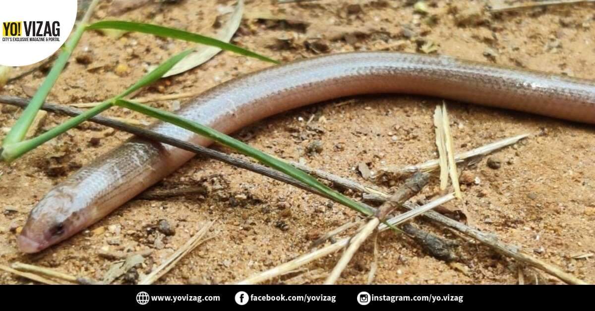 Visakhapatnam: Rare Barkudia Limbless Skink snake species sighted in ...