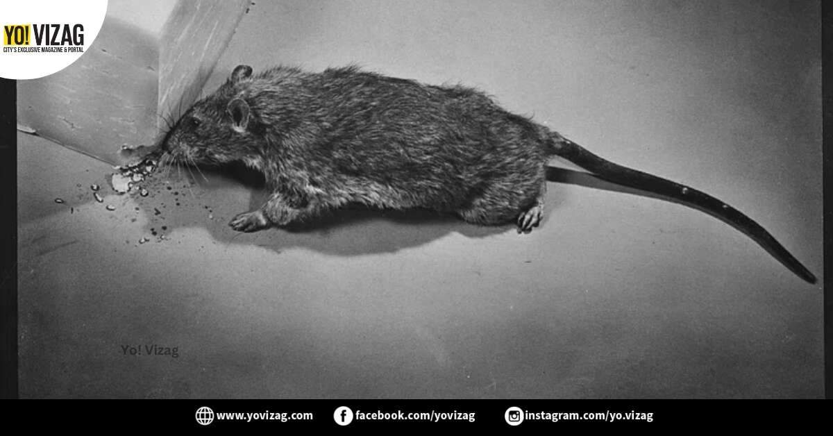 Visakhapatnam Hostel students suffer due to rat infestation
