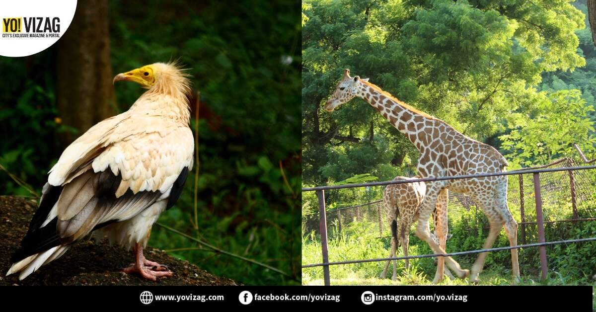 Visakhapatnam zoo to host week full of activities for Wildlife Week ...