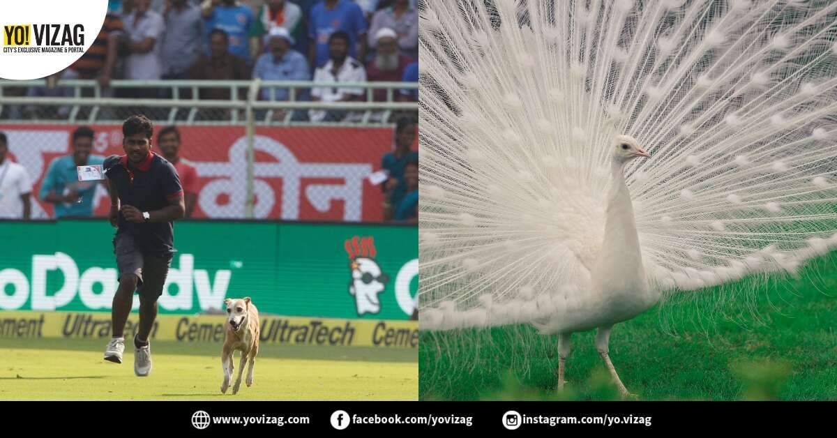 6 iconic times animals stole the show in Visakhapatnam!