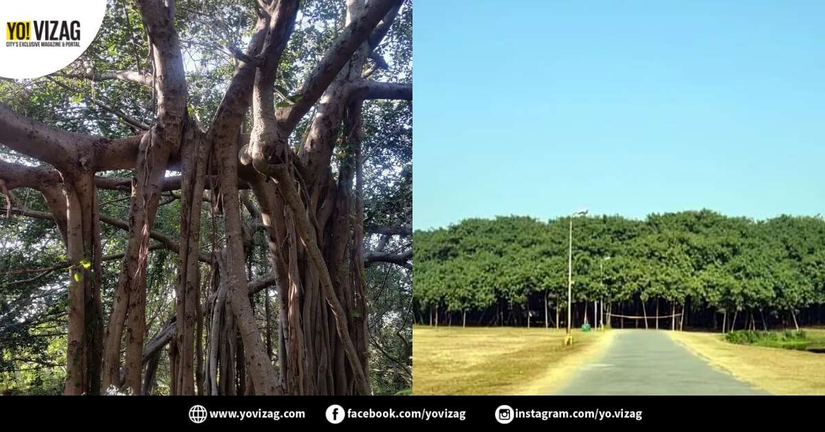 Beyond Visakhapatnam: This 550 YO banyan tree in AP is the world's ...