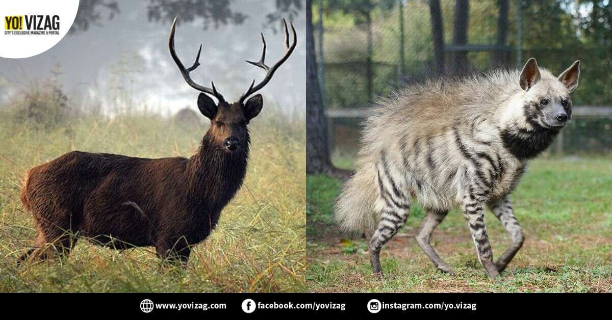 Indira Gandhi Zoological Park in Vizag gets 6 new animal species