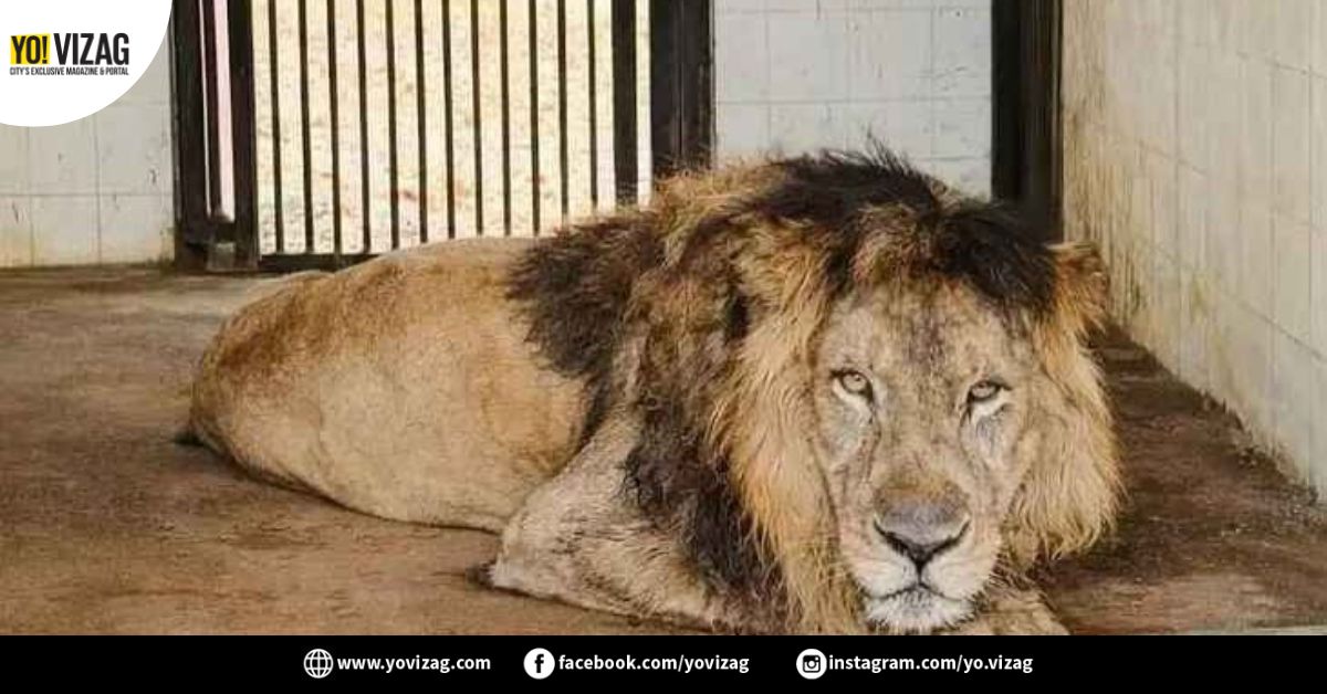 Vizag zoo lion death: Asiatic lion Leo dies at IGZP